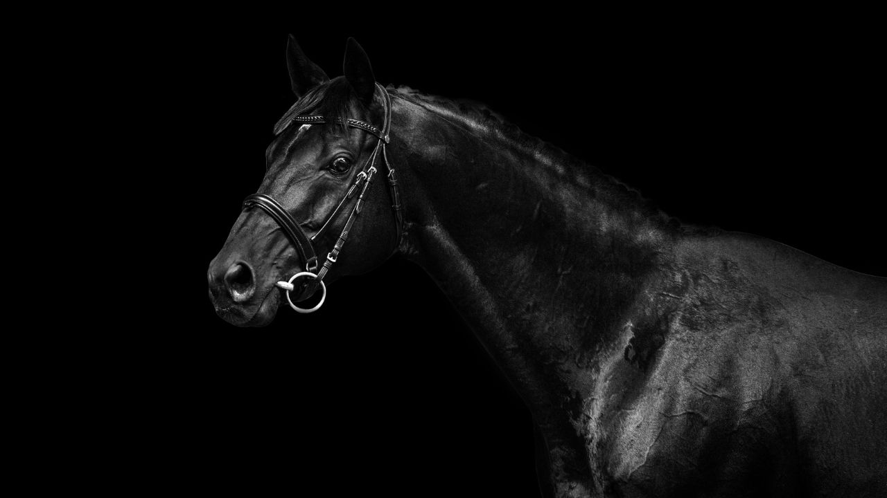 What Does an Equine Photographer Do? A Comprehensive Guide | Aktion ...